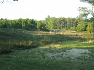 Het Lutterzand, een uniek natuurgebied in Twente.